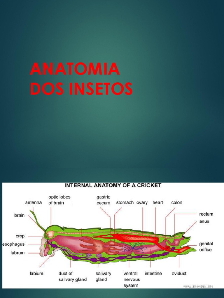 Morfologia Interna Insectos | PDF | Sistema digestivo humano | Insetos