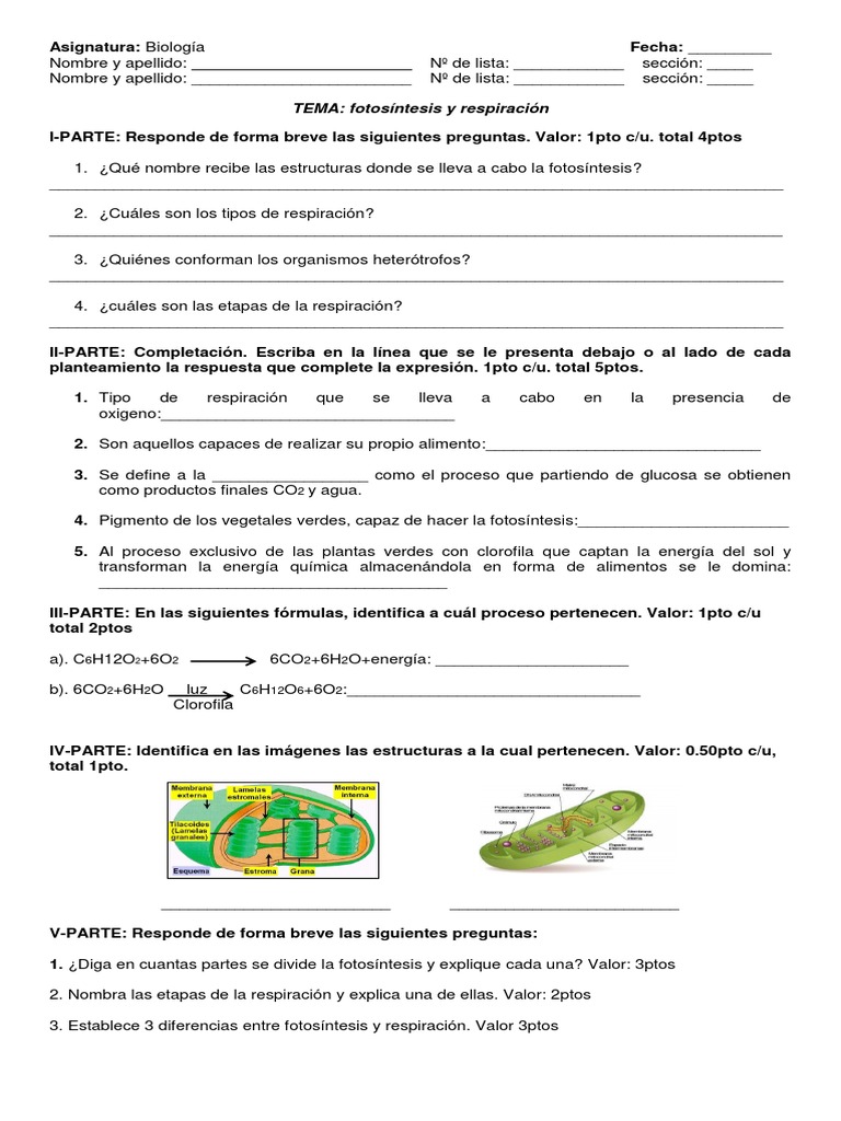 Examen Fotosintesis y Respiración | PDF | Fotosíntesis | Plantas