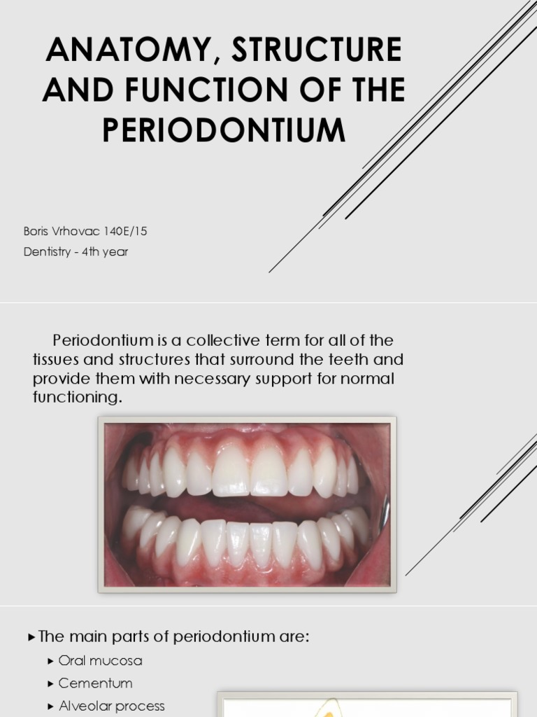 Anatomy and Functions of Periodontium | PDF | Mouth | Human Anatomy
