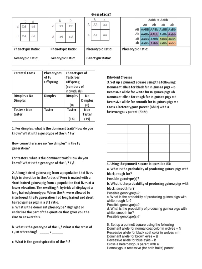 Genetics Worksheet Day 1 | PDF | Dominance (Genetics) | Genotype