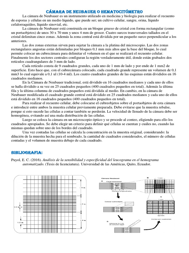 La cámara de Neubauer: un instrumento clave para el recuento de células ...