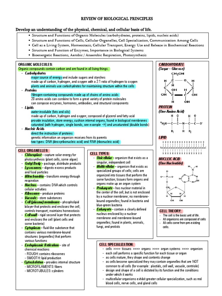 Biology Principles Review11!20!14!1!11 | PDF | Mitosis | Meiosis