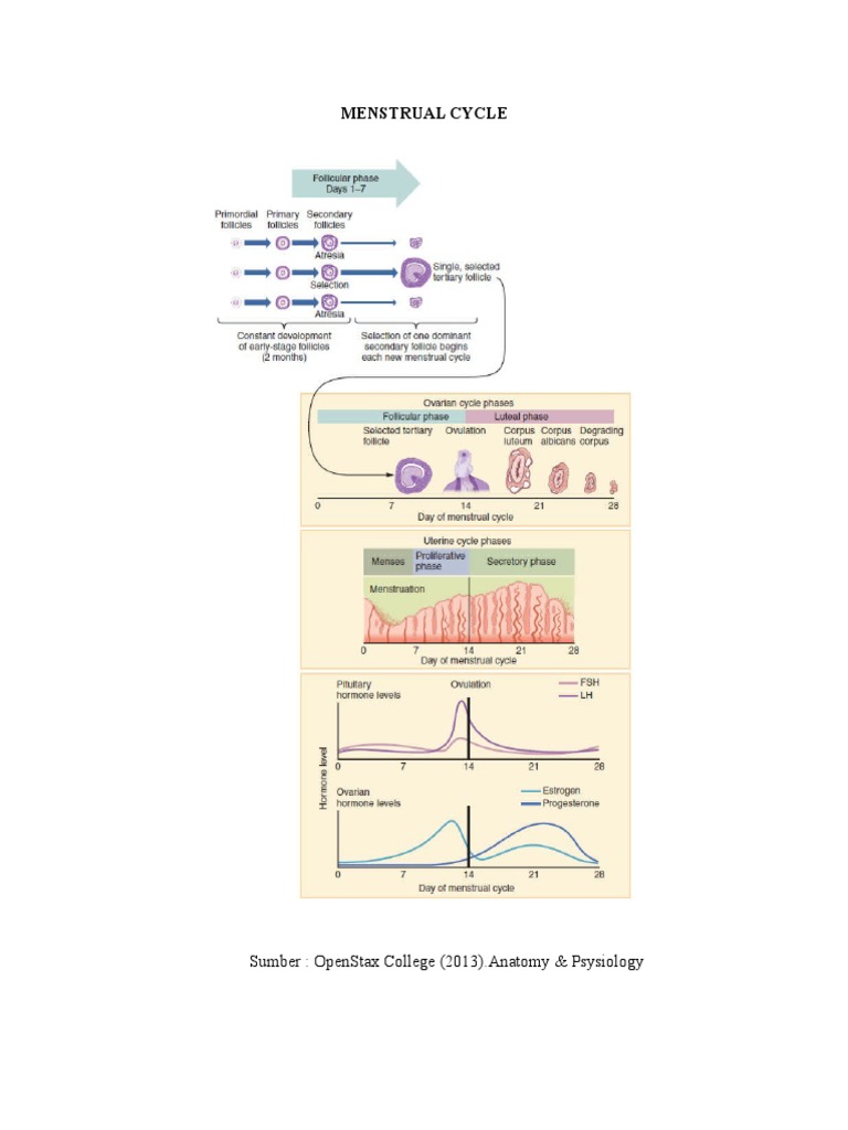 Menstrual Cycle: Sumber: Openstax College (2013) .Anatomy & Psysiology ...