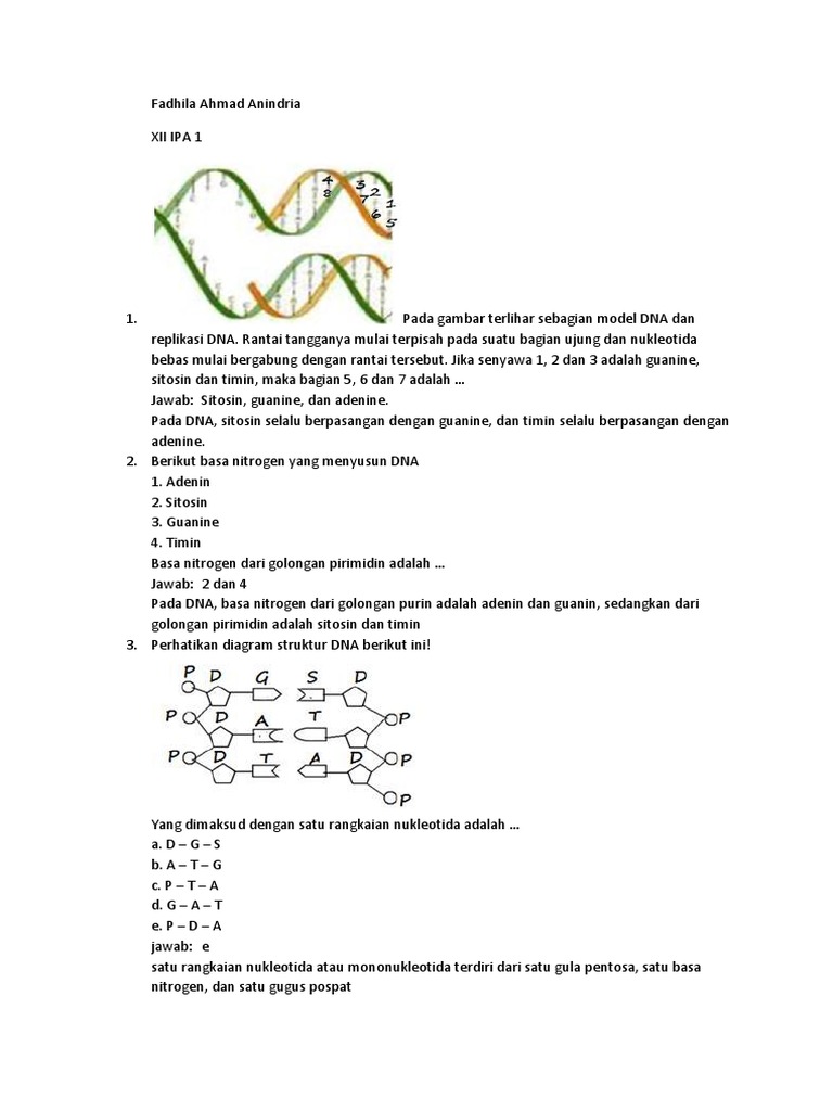 Gambarkan Skema Untai Dna Yang Memiliki 6 Nukleotida - Arli Blog