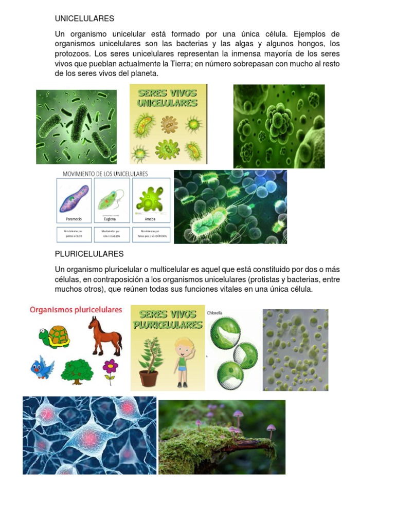 Ejemplos De Organismos Unicelulares Y Pluricelulares