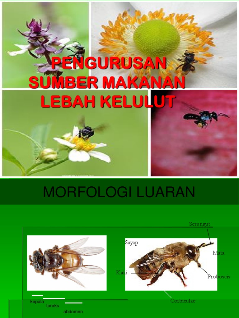 Pengurusan Sumber Makanan | PDF