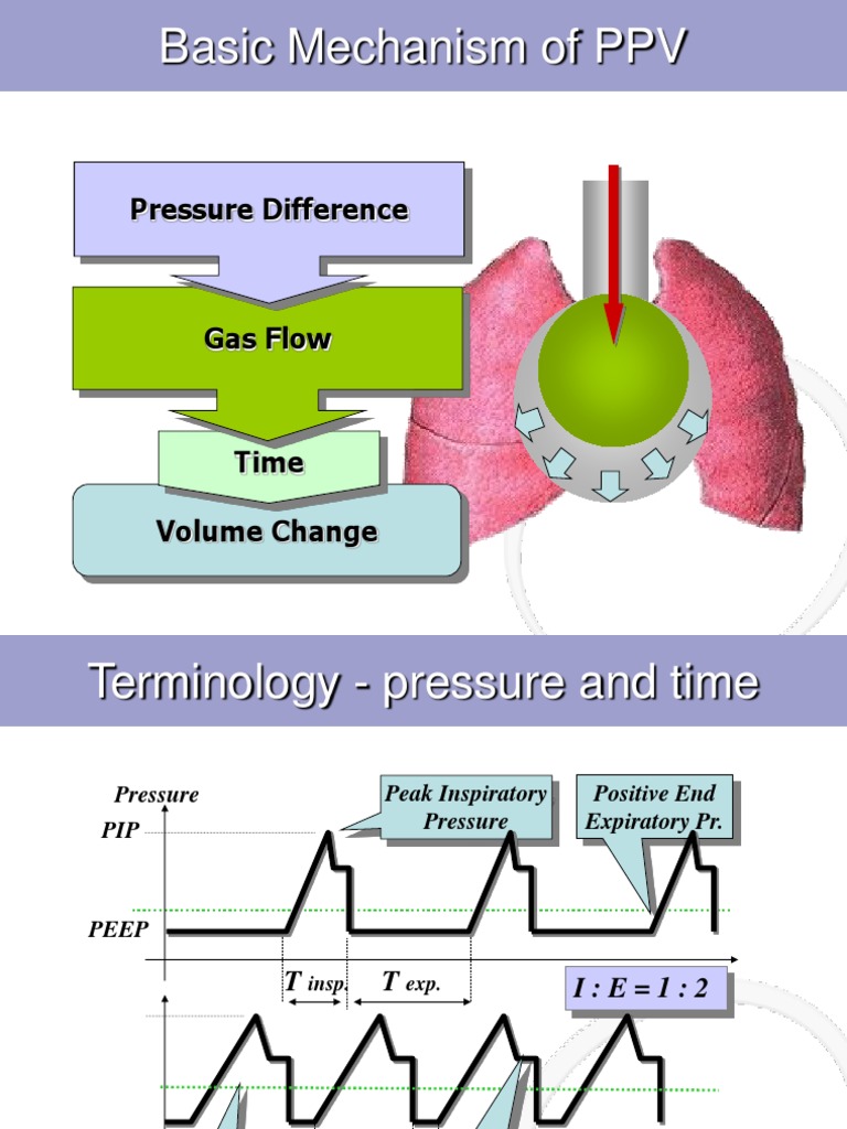 Basic Ventilation | PDF | Breathing | Respiratory System