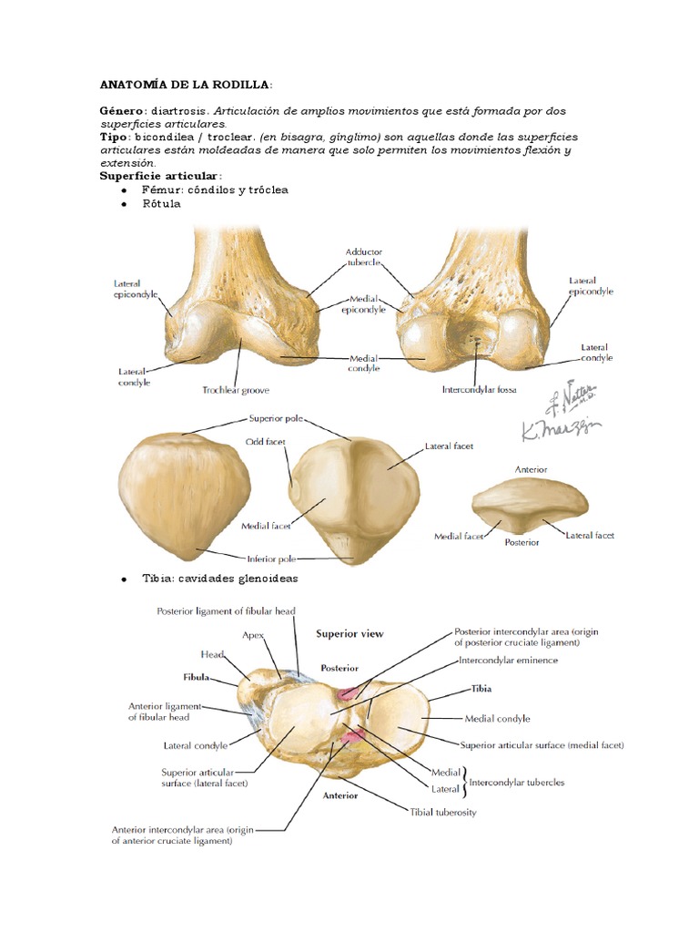 Anatomía de La Rodilla