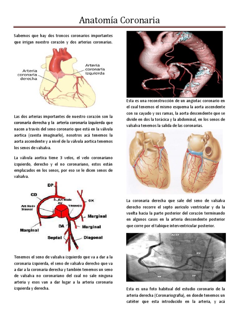 1. Anatomia Coronaria.pdf | Angiología | Corazón