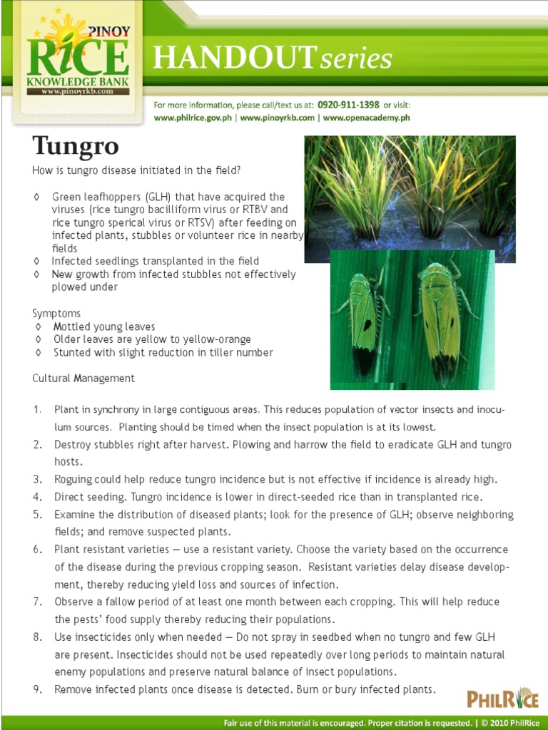 Tungro | PDF | Rice | Insecticide