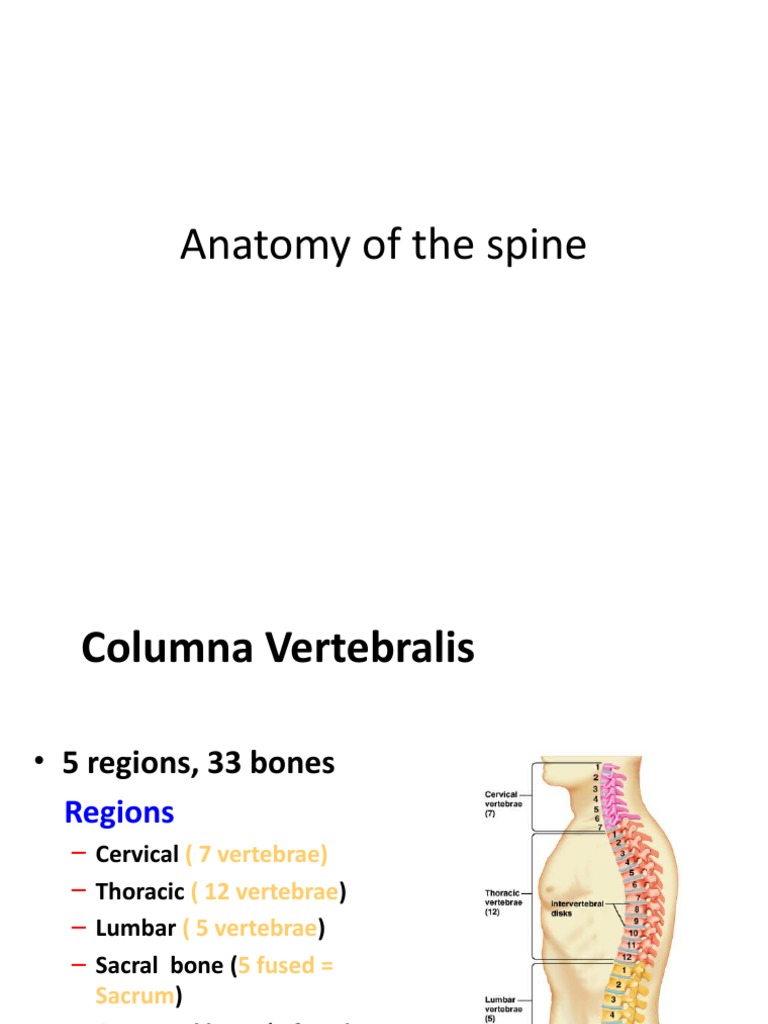 Anatomy of The Spine | PDF | Vertebral Column | Vertebra