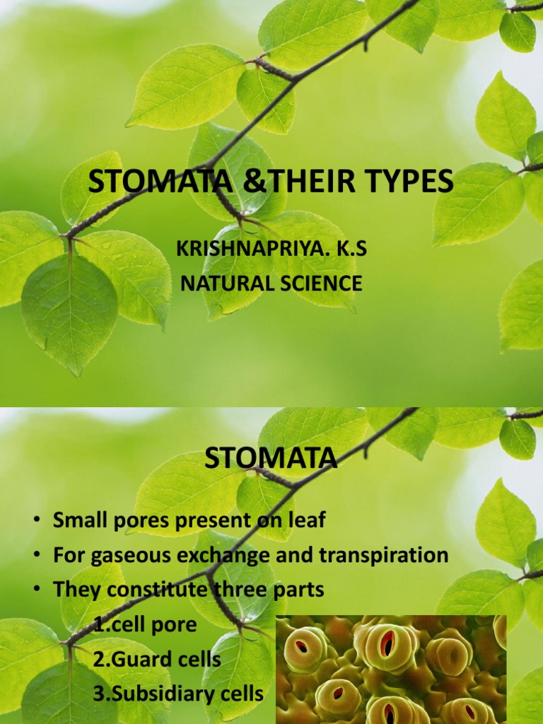 Stomata &their Types: Krishnapriya. K.S Natural Science | PDF