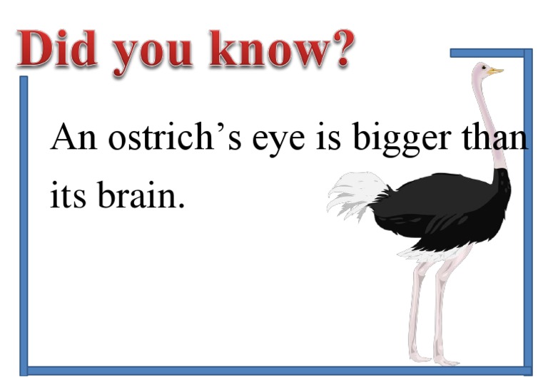 An Ostrich's Eye Is Bigger Than Its Brain | PDF