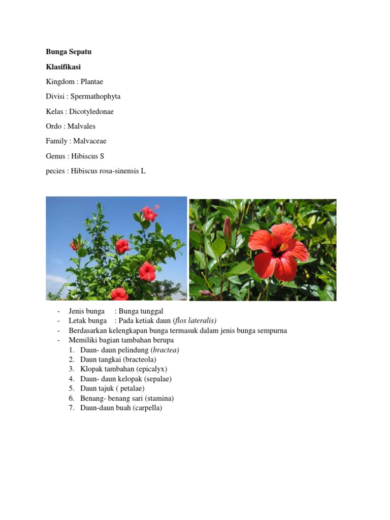 Analisis Bunga Sepatu | PDF