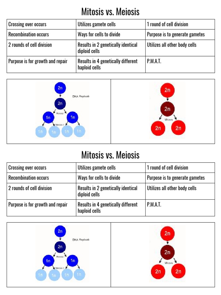 Mitosis Vs Meiosis Cut and Paste | PDF