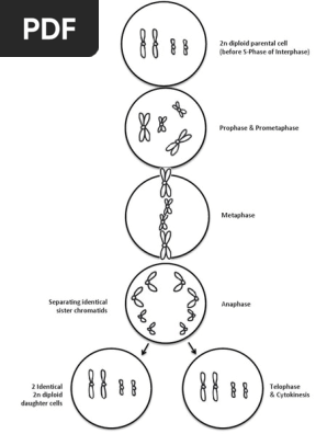 Meiosis Coloring Worksheet