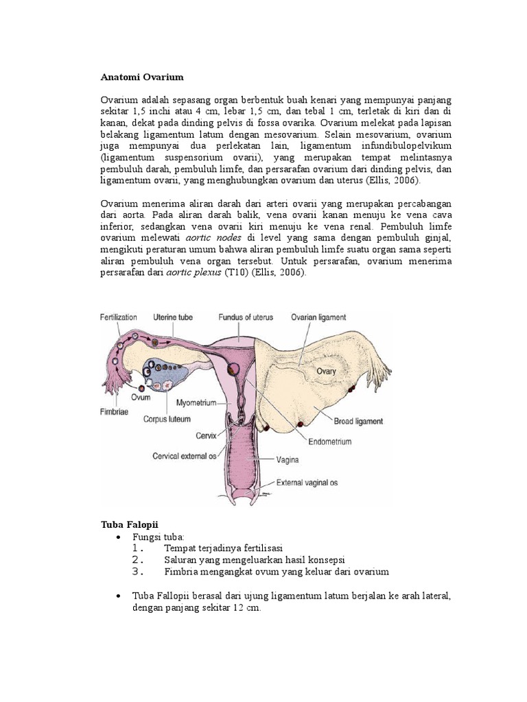 Anatomi Ovarium | PDF