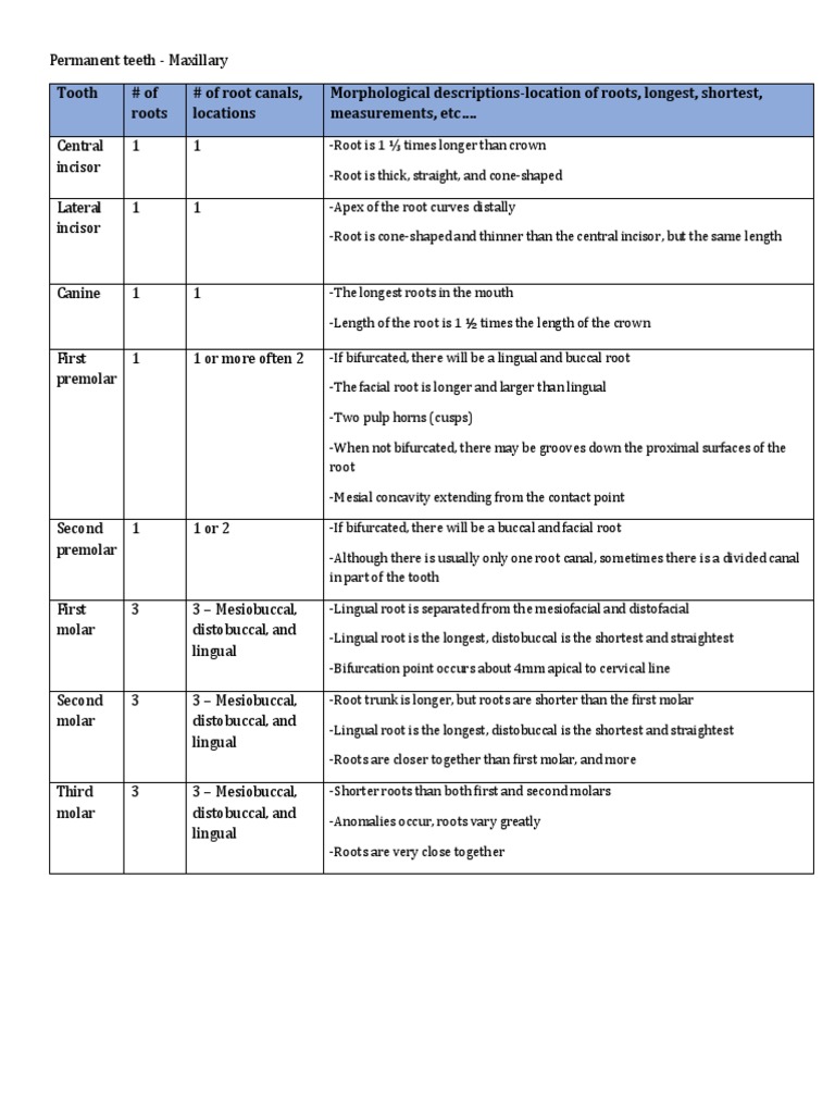 Root Morphology Chart | PDF | Dentistry Branches | Dental Anatomy