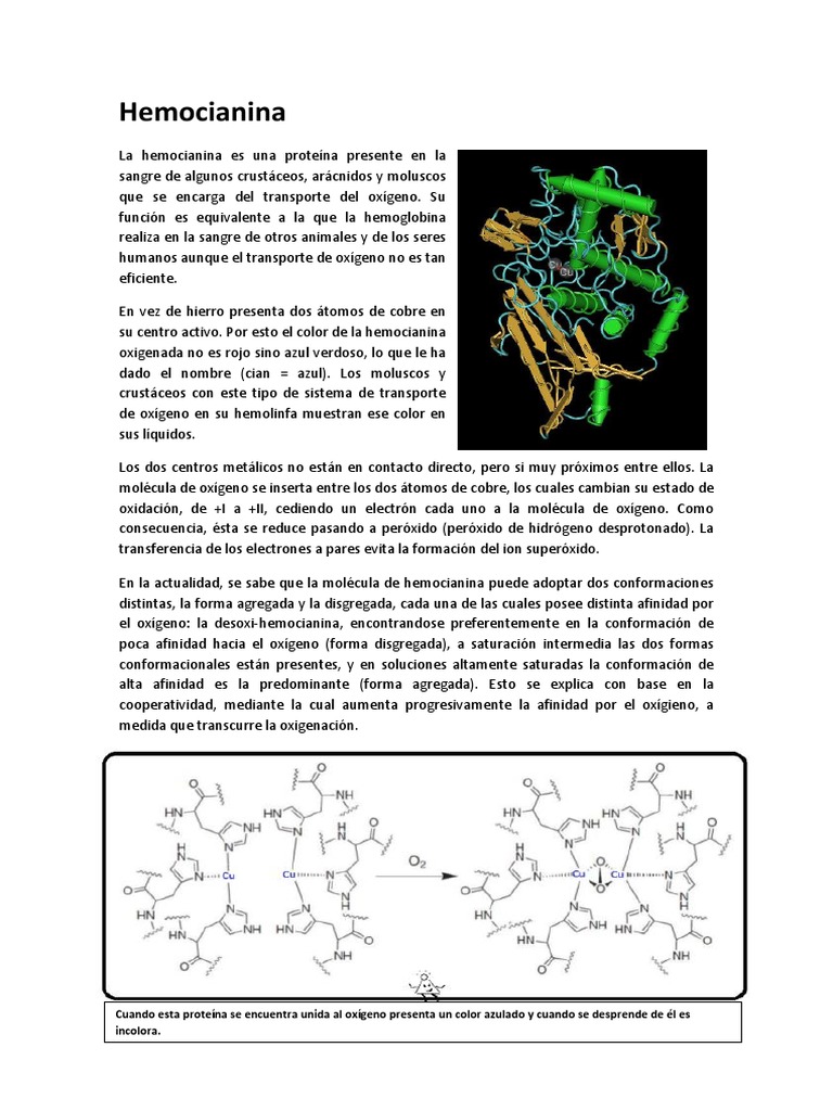 Hemocianina | Bioquímica | Química