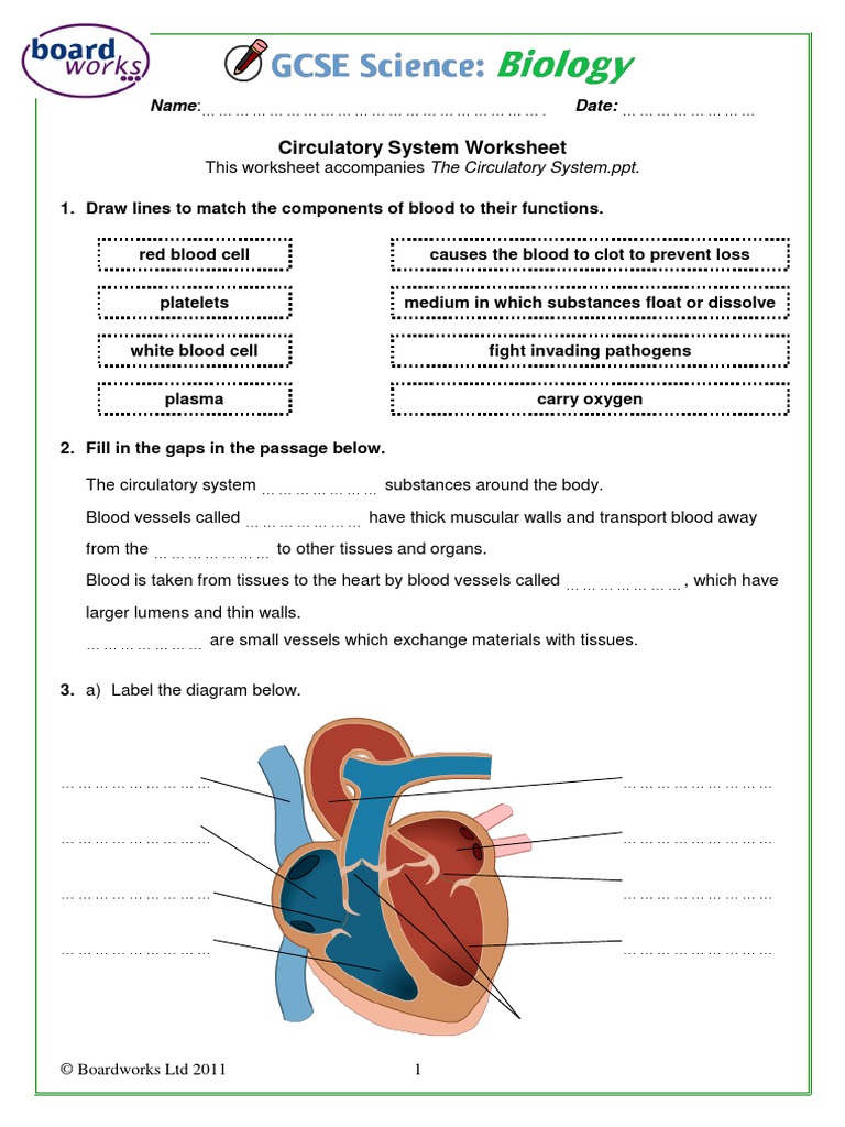 The Circulatory System Worksheet | PDF