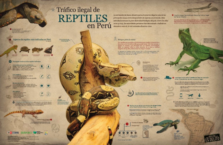 Infografía Reptiles