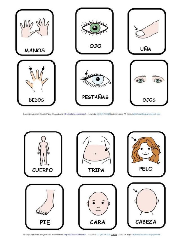 Memory Partes Del Cuerpo | PDF