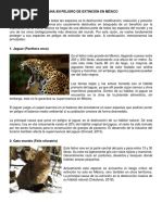 Fauna Representativa de Tabasco | PDF | Aves | Mamíferos