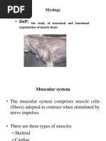 Muscle OIA | PDF | Vertebral Column | Vertebra