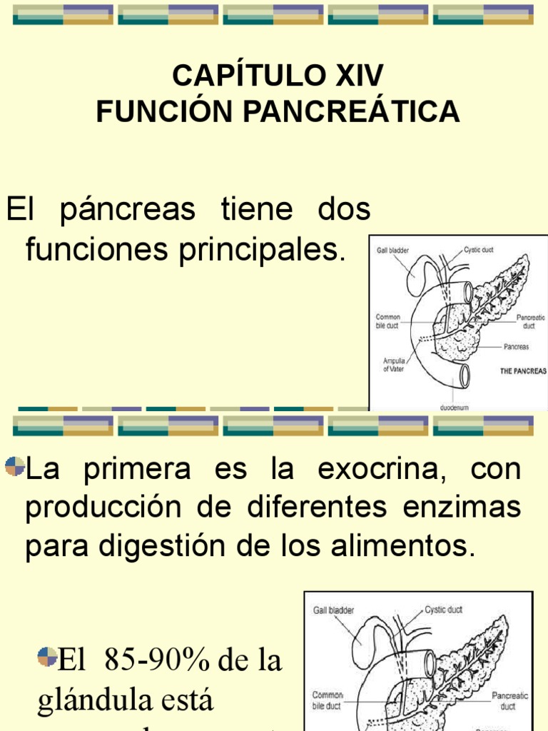 Funciones y enfermedades del páncreas | PDF | Insulina | Páncreas