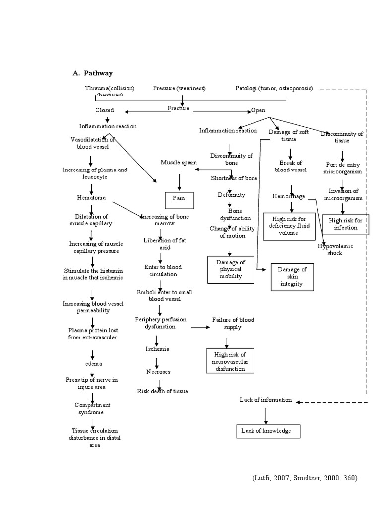 Pathway | PDF | Blood Vessel | Vasodilation