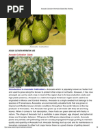 Avocado Size Chart for Foodservice | PDF | Avocado | Foods