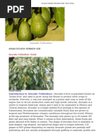 Hass Avocado Farming Guide PDF | PDF | Grafting | Avocado