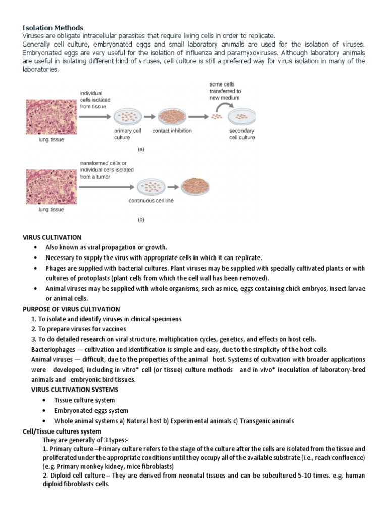 Virus Identification | PDF | Virus | Microorganism