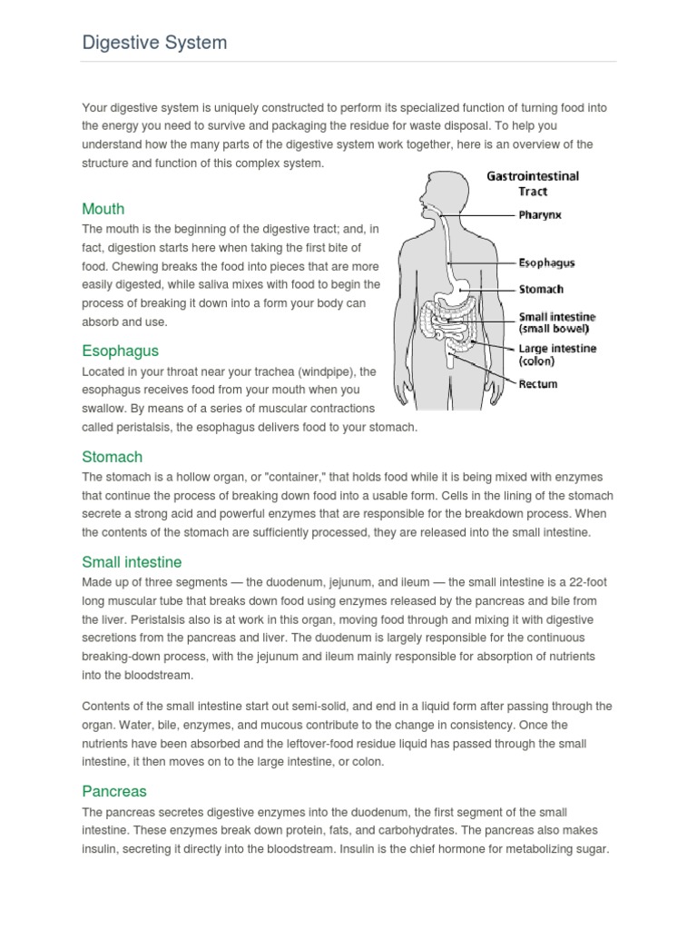 Digestive System | PDF | Gastrointestinal Tract | Rectum