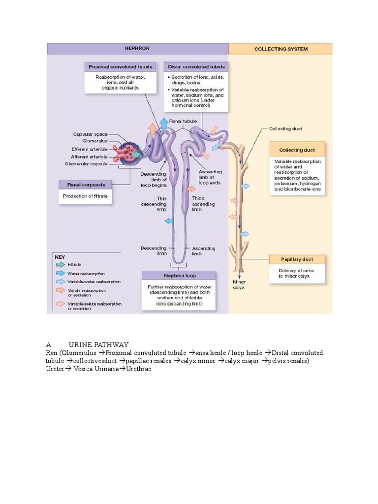Urine Pathway | PDF