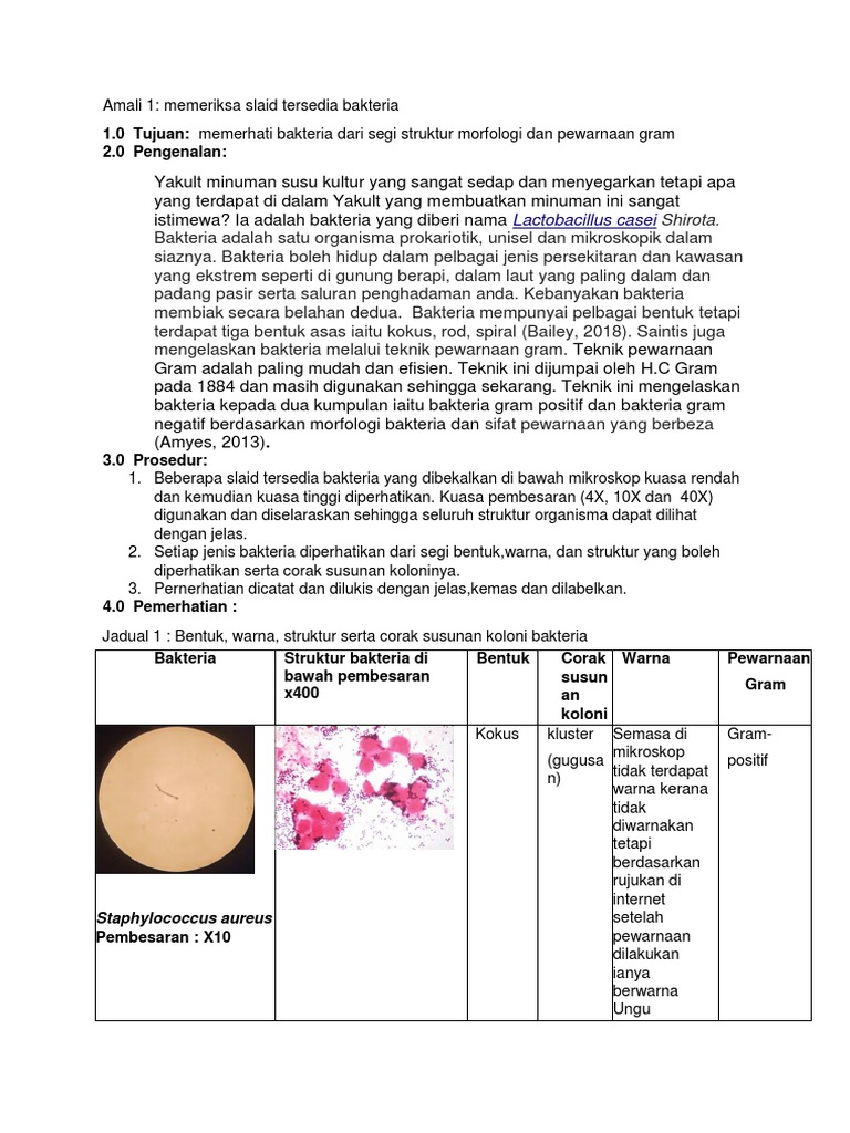 Amali 1 Bakteria | PDF
