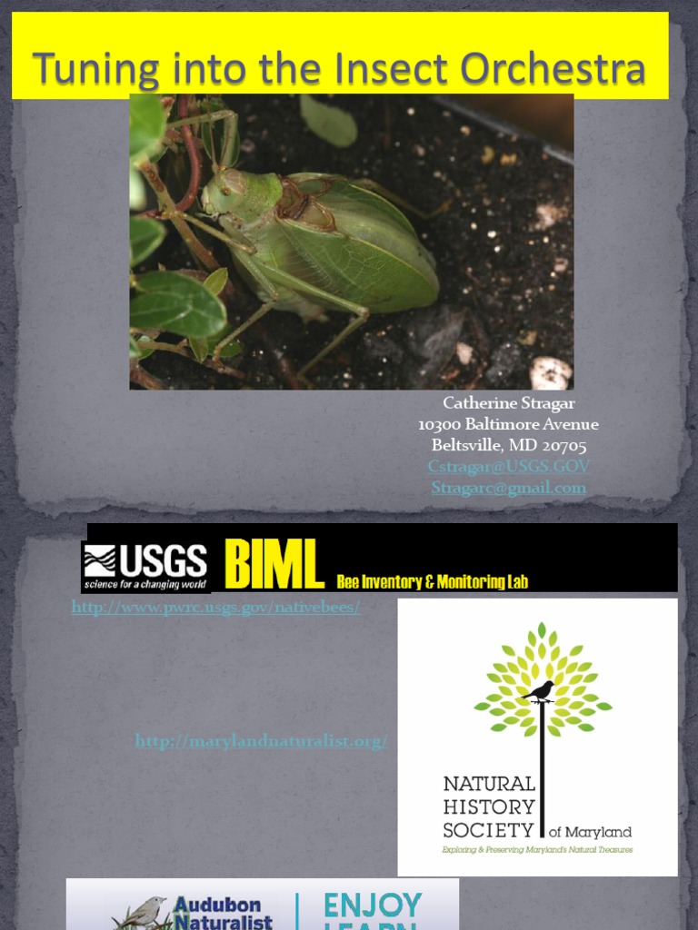 Tuning Into The Insect Orchestra 2018 | PDF | Insects | Hexapoda