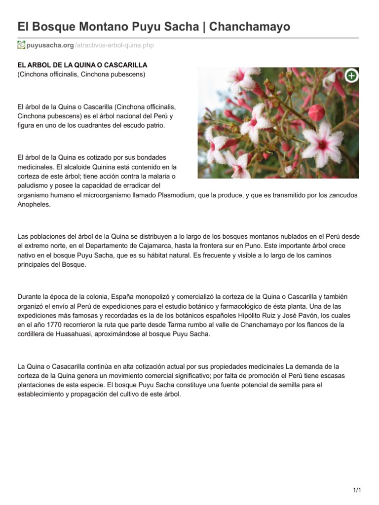 Importancia de la Flor de la Quina | PDF