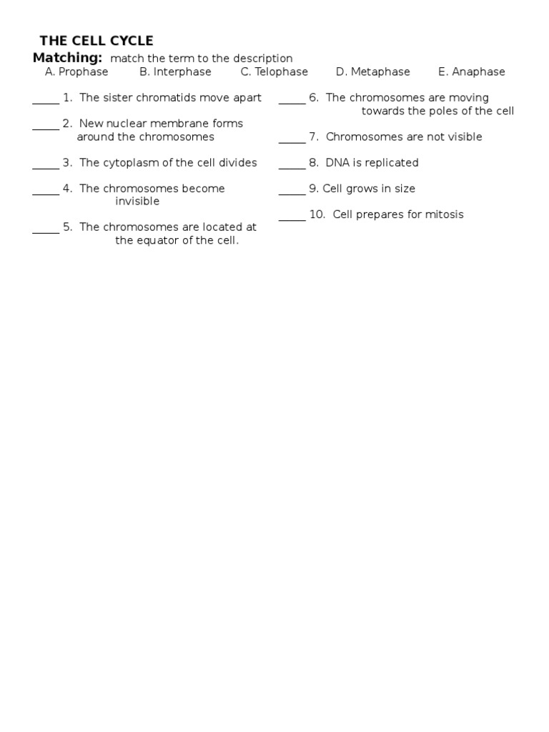 The Cell Cycle Worksheet | PDF