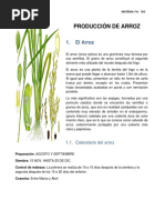 Subproductos del Arroz: Arrocillo y Más | PDF | Arroz | Cereales