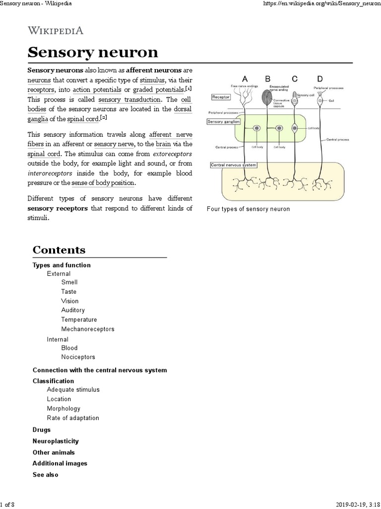 Sensory Neuron: Interoreceptors Inside The Body, For Example Blood ...