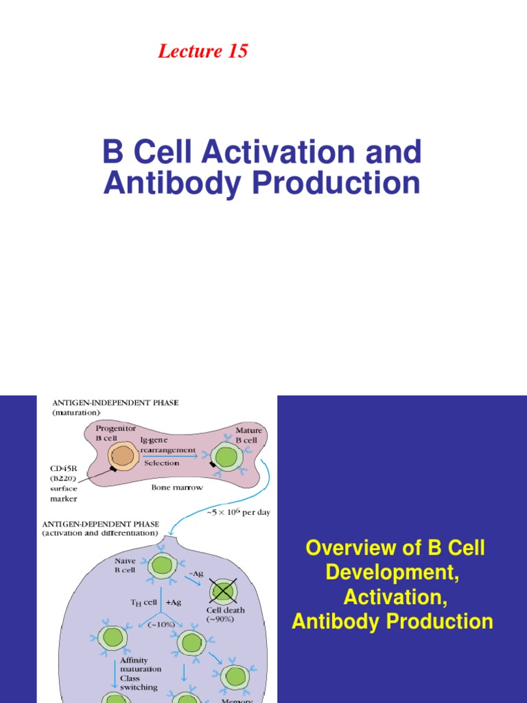B Cell PDF | PDF | B Cell | Antibody