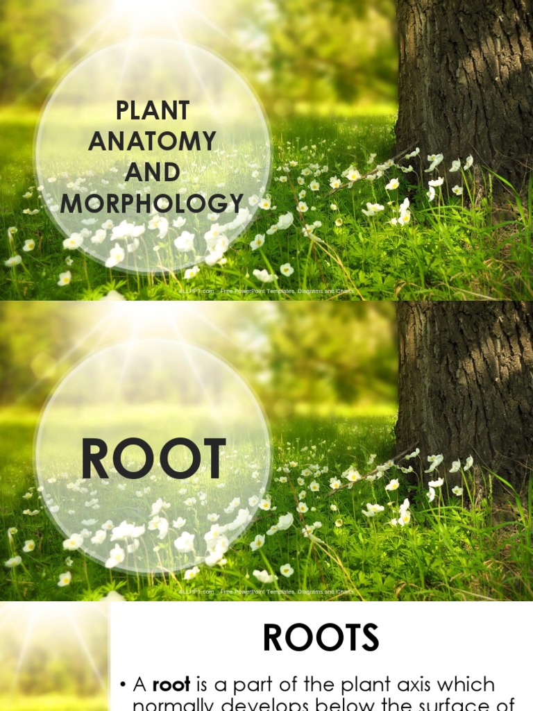 Plant Anatomy and Morphology Overview | PDF | Leaf | Plant Stem