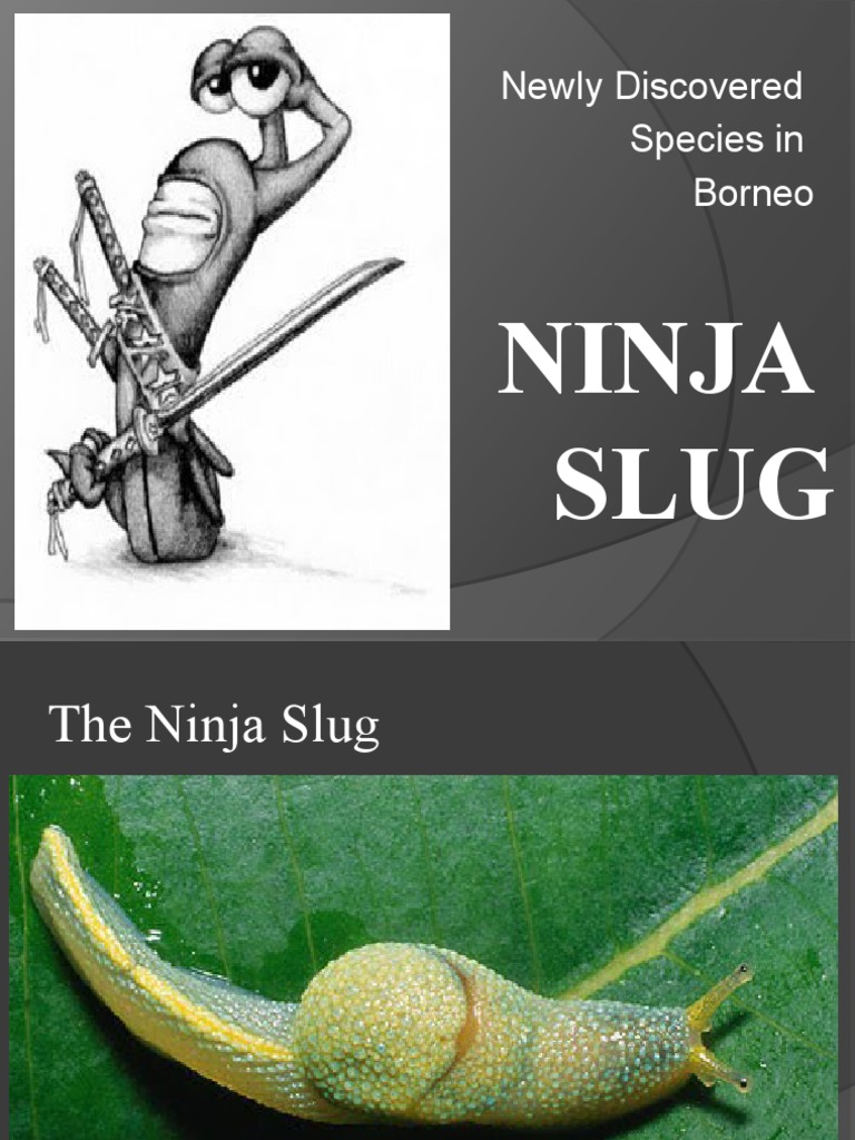 Borneo's Unique Ninja Slug Discovery | PDF | Language Arts & Discipline ...