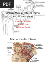 Arteria Maxilar Interna | PDF | Cabeza y cuello humanos | Anatomía humana