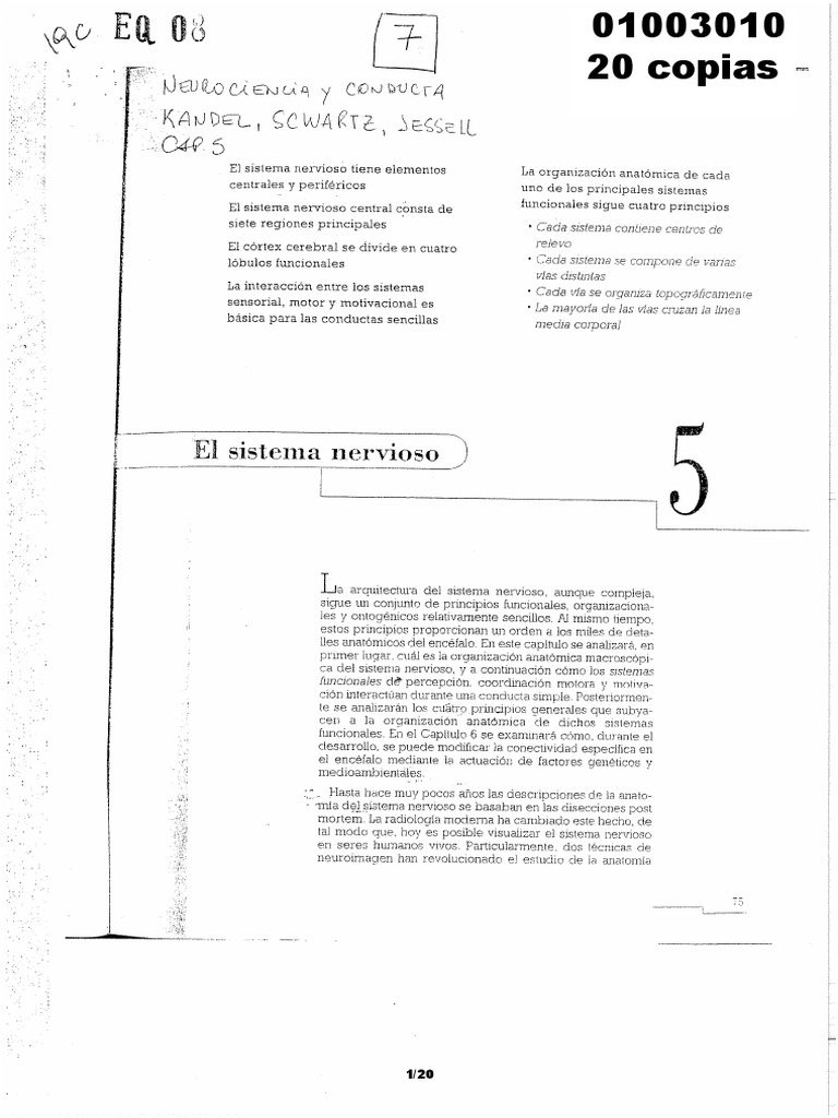 KANDEL, SCWARTZ JESSELL - Neurociencia y Conducta. Cap. 5 El Sistema Nervioso PDF | PDF