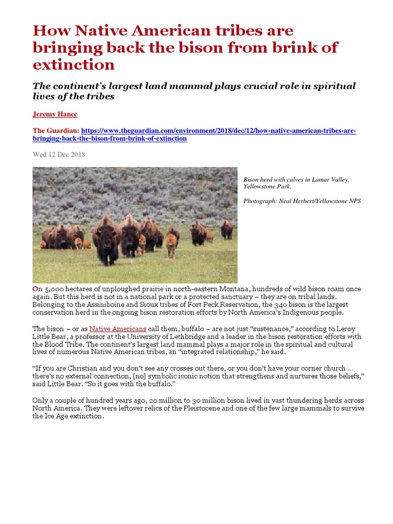How Native American Tribes Are Bringing Back The Bison From Brink of ...