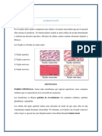 Foramen Ciático Mayor y Menor | PDF | Historia