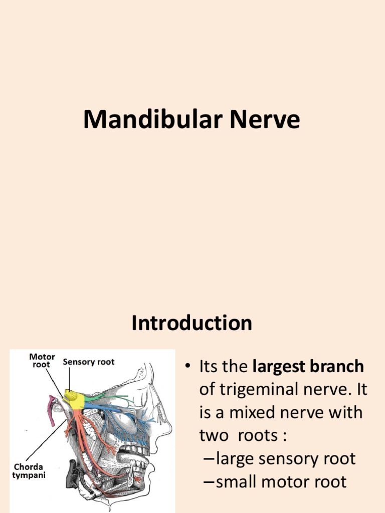 The Mandibular Division Of The Trigeminal Nerve (CNV3), 44% OFF