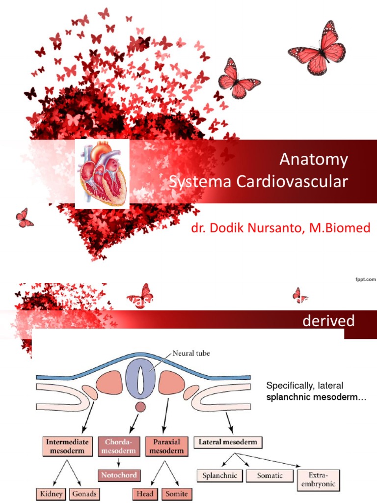 Anatomy Systema Cardiovascular: Dr. Dodik Nursanto, M.Biomed | PDF ...